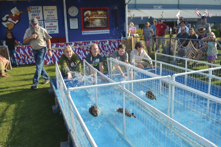 Duck races make a splash at fair | News, Sports, Jobs - Daily Press